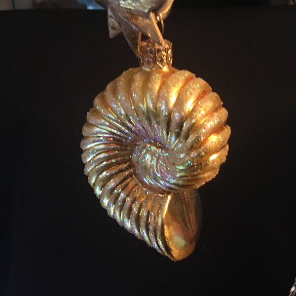 Nautilus Shell - Etsy