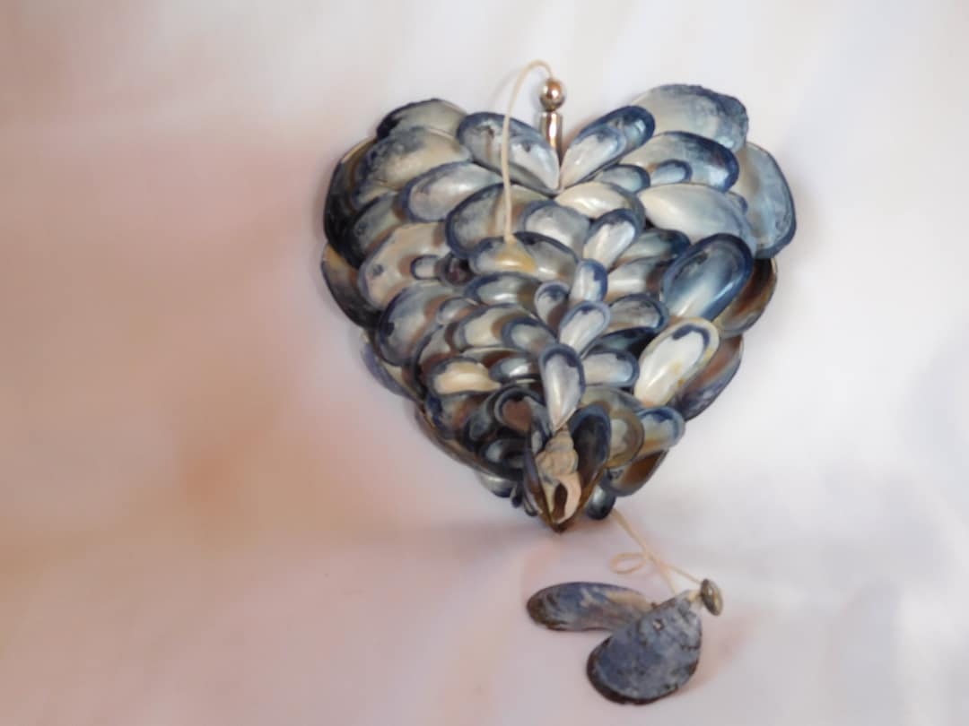 Natural Scottish Mussel Shell Wall Hanging - Etsy