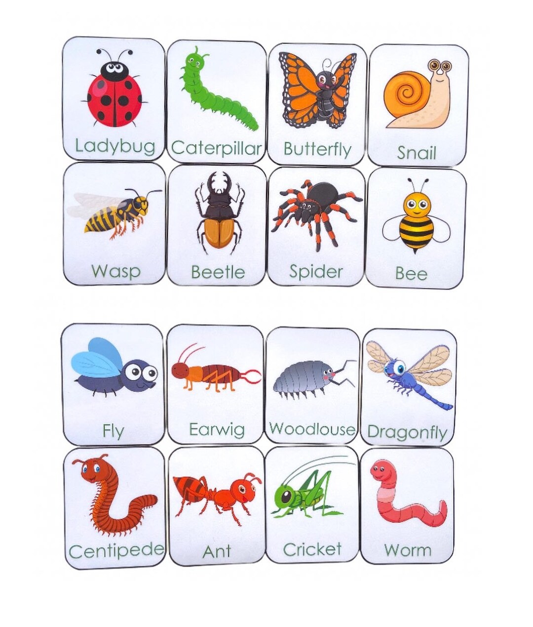 Insect Flash Cards x16 - Etsy