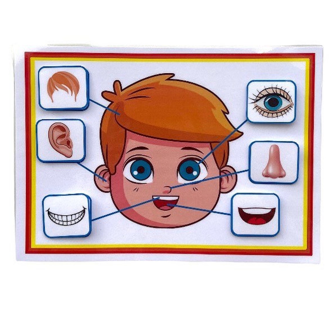 Parts of the Face Activity Sheet - Etsy