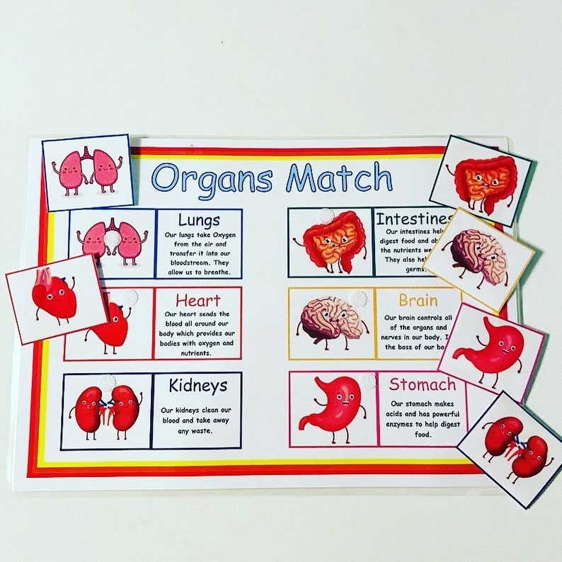 Organ Match Activity Sheet | Etsy