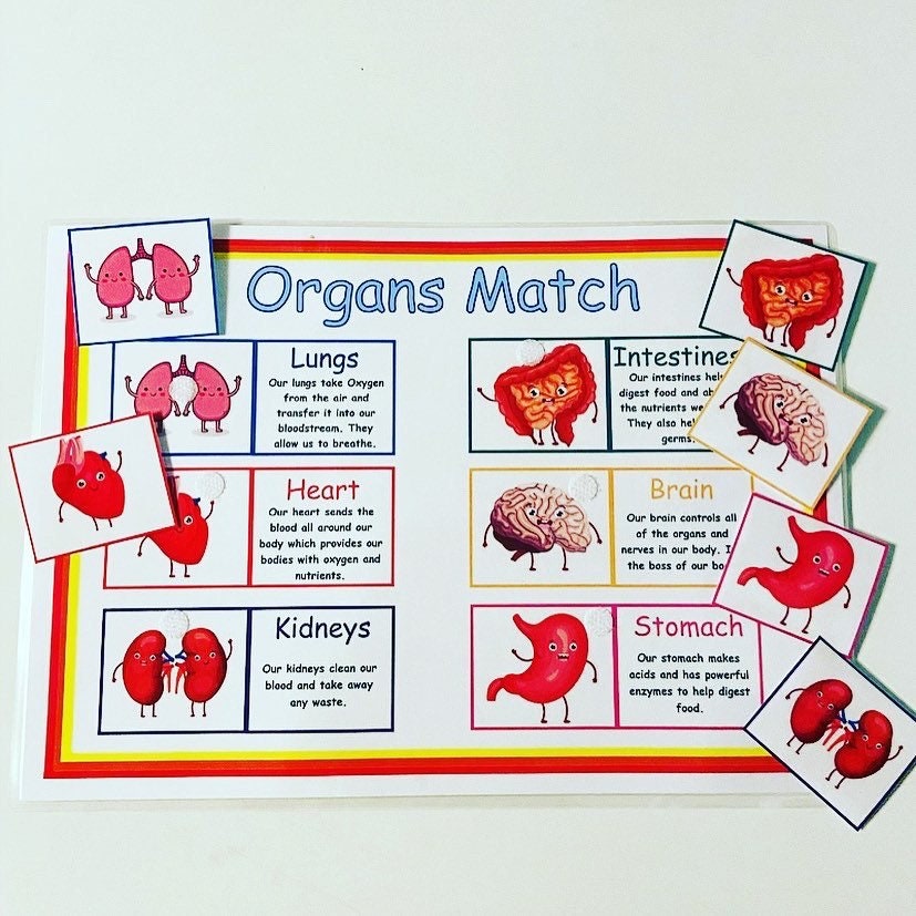 Organ Match Activity Sheet - Etsy UK