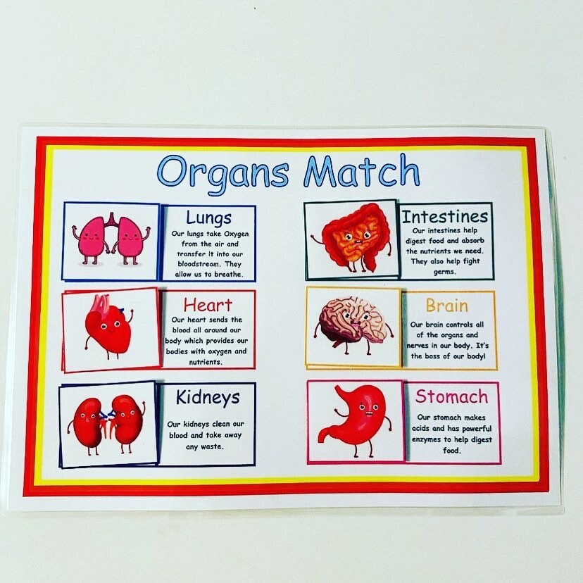Organ Match Activity Sheet - Etsy