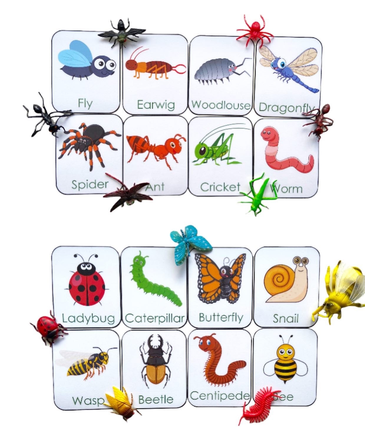 Insect Flash Cards x16 - Etsy
