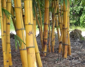 Asian Lemon Yellow Bamboo Clumping Variety NON-INVASIVE - Etsy