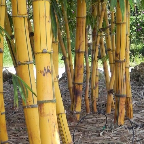 Bambusa lady Finger Clumping Non-invasive Bamboo Plant - Etsy