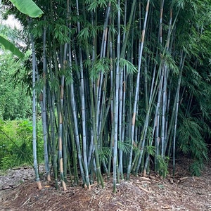 Tropical Blue Bamboo - Bambusa Chungii **NON-INVASIVE, CLUMPING** - Etsy