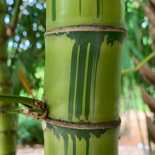 Dwarf Striated Buddha Belly Bamboo NON-INVASIVE CLUMPING - Etsy