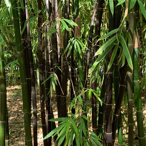 Bambusa lady Finger Clumping Non-invasive Bamboo Plant - Etsy