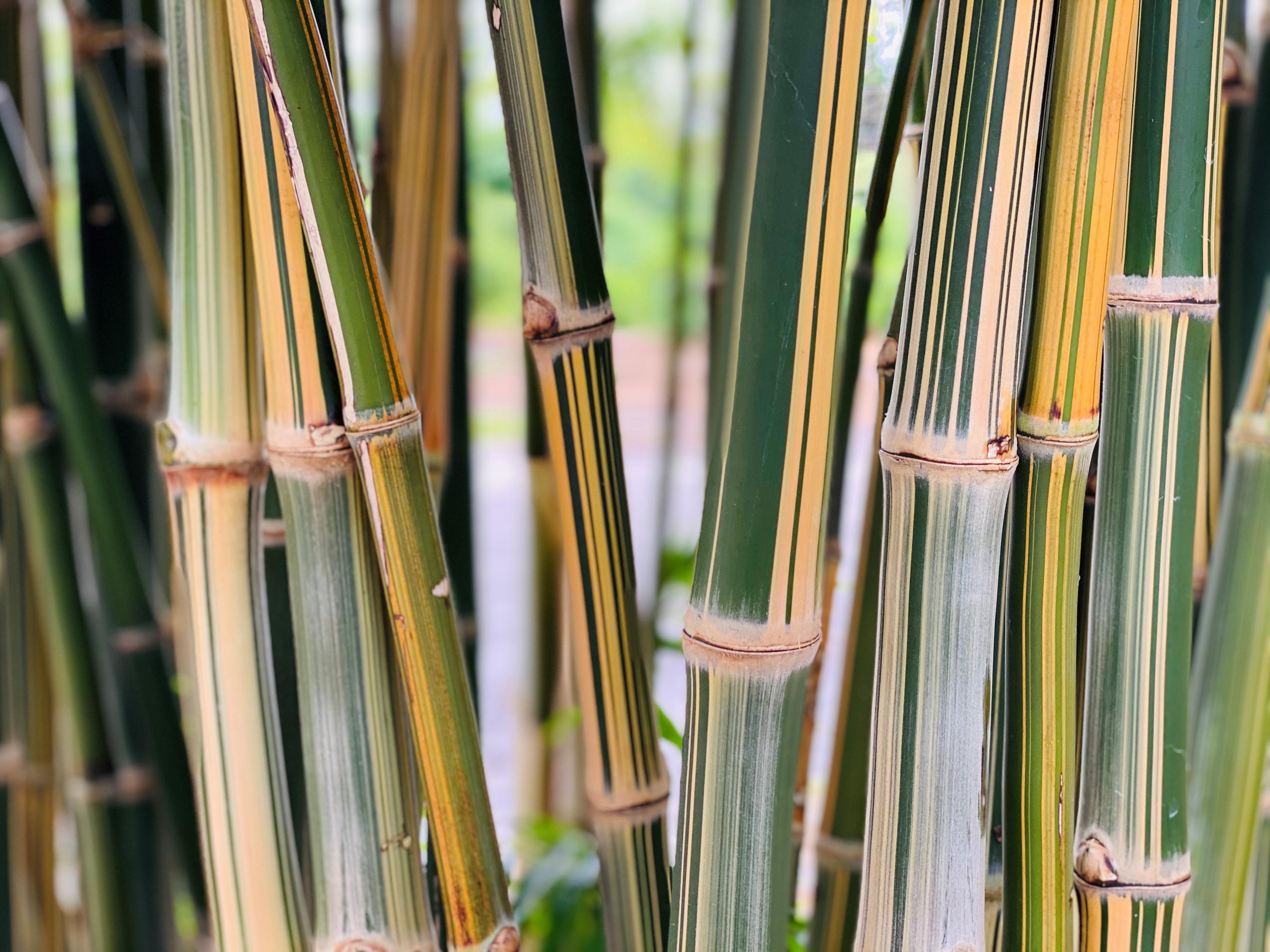 Candy Cane Bamboo Plants - (rare) Thyrsocalamus Liang Striata **NON ...