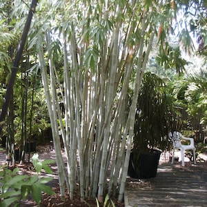 Angel Mist Bamboo - Dendrocalamus Minor 'amoenus' **NON-INVASIVE ...