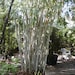 Angel Mist Bamboo Dendrocalamus Minor 'amoenus' - Etsy