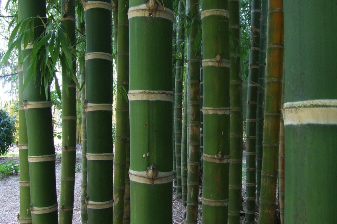 Guadua Bamboo Guadua Angustifolia CLUMPING - Etsy