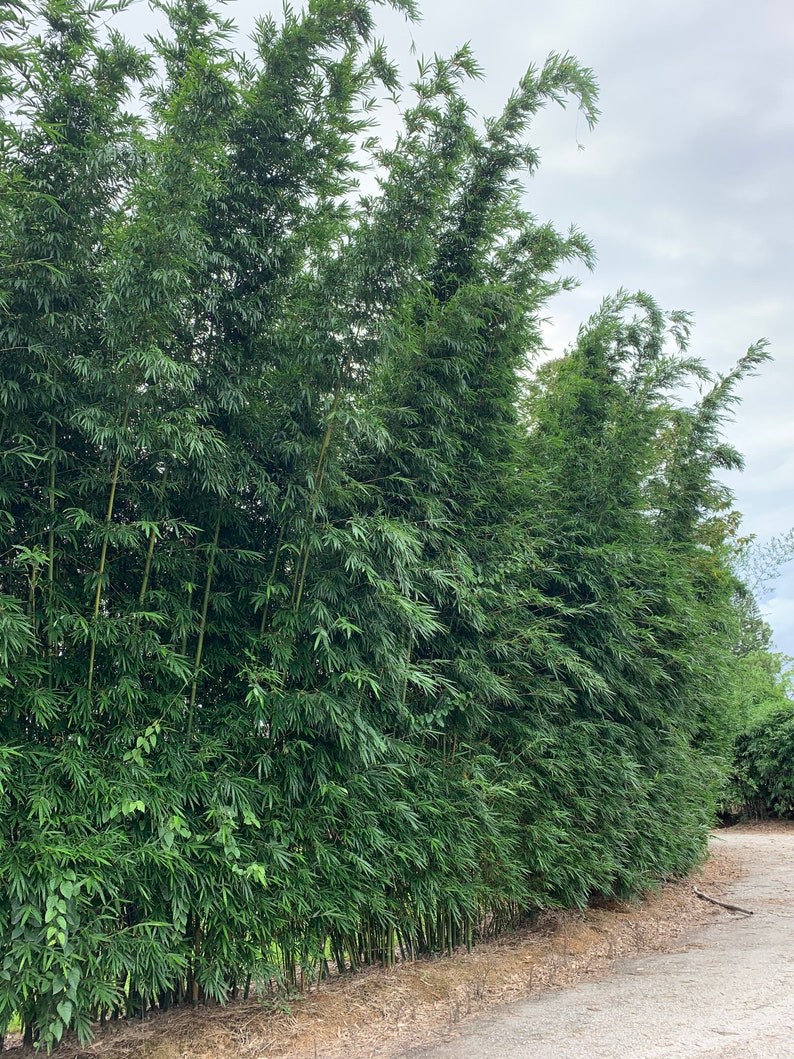 Emerald Bamboo - Bambusa Textilis Mutabilis **NON-INVASIVE, CLUMPING ...
