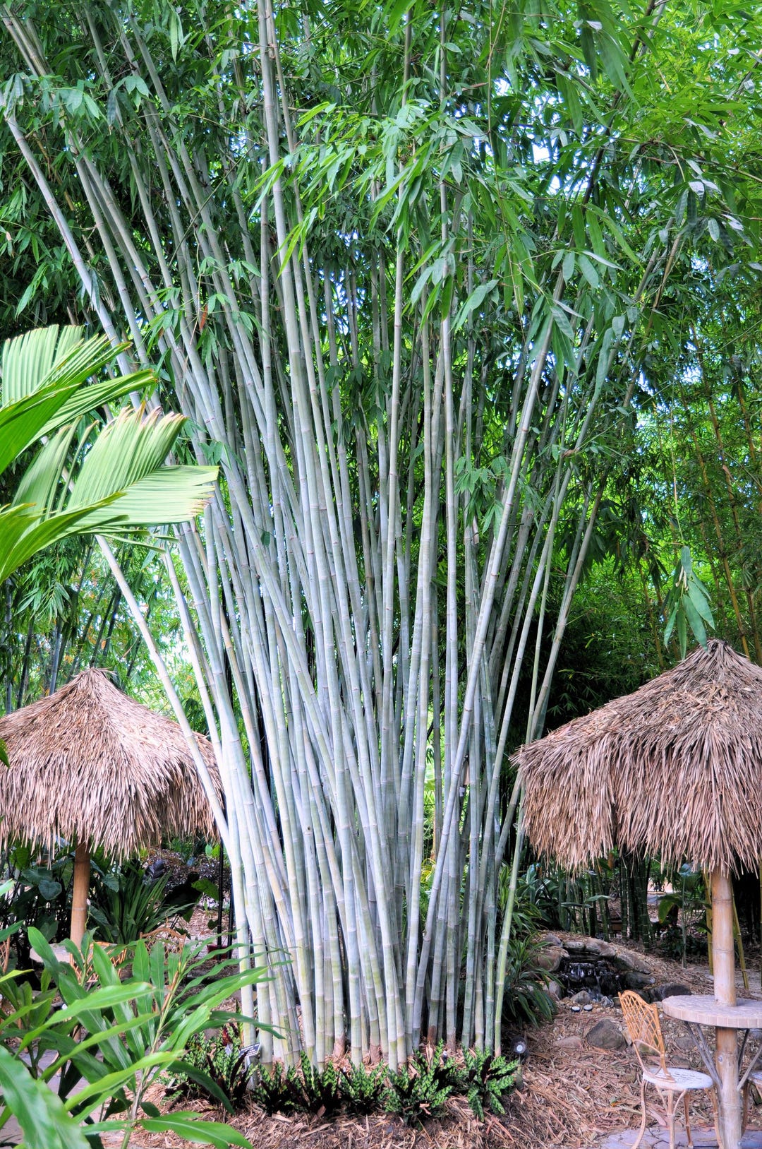 Angel Mist Bamboo - Dendrocalamus Minor 'amoenus' **NON-INVASIVE ...