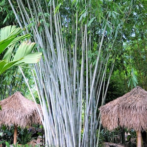Angel Mist Bamboo - Dendrocalamus Minor 'amoenus' **NON-INVASIVE ...