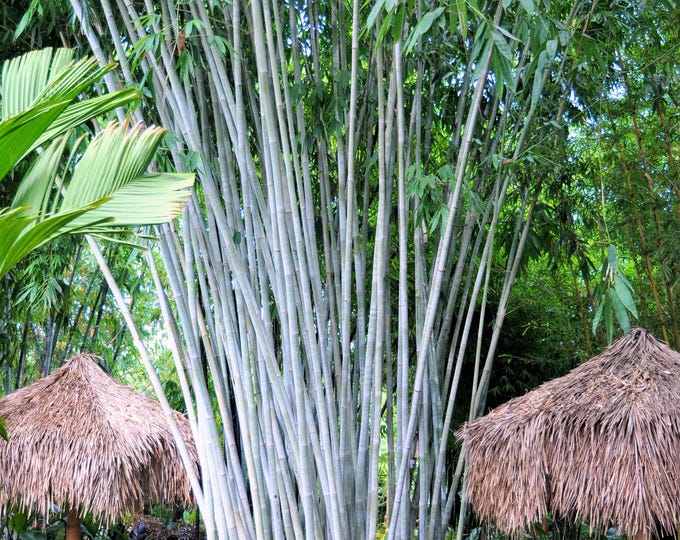 Angel Mist Bamboo - Dendrocalamus Minor 'amoenus' **NON-INVASIVE ...