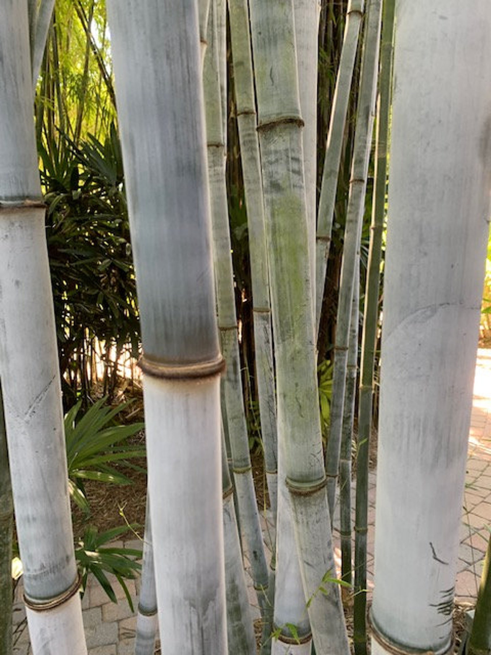 Tropical Blue Bamboo Bambusa Chungii NON-INVASIVE - Etsy