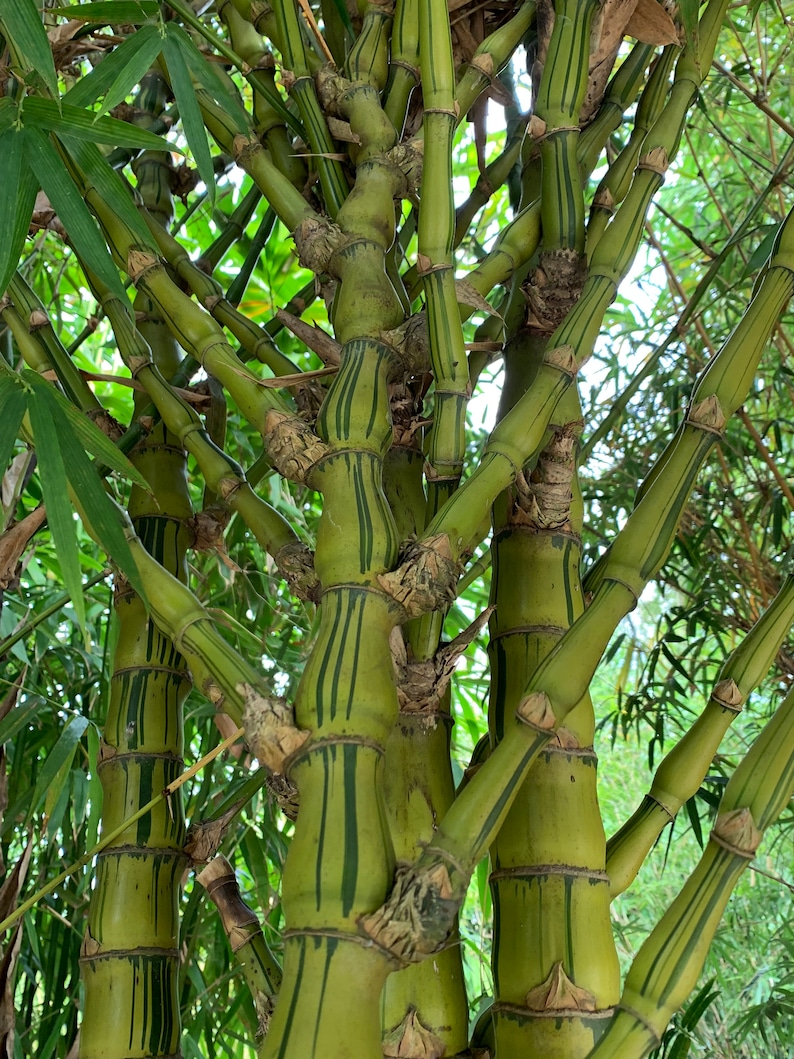 Dwarf Striated Buddha Belly Bamboo **NON-INVASIVE, CLUMPING** - Etsy
