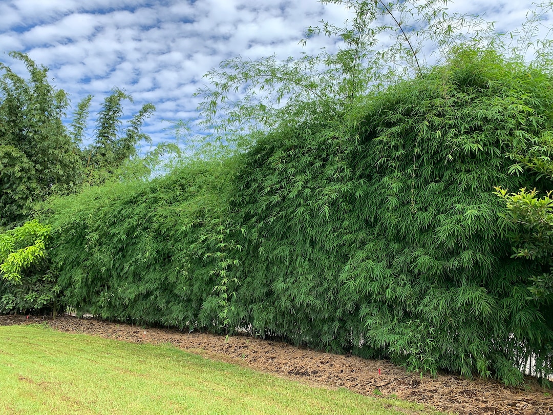 Elegant Bamboo - Dendrocalamus Elegans **NON-INVASIVE, CLUMPING** - Etsy