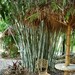 Angel Mist Bamboo - Dendrocalamus Minor 'amoenus' **NON-INVASIVE ...