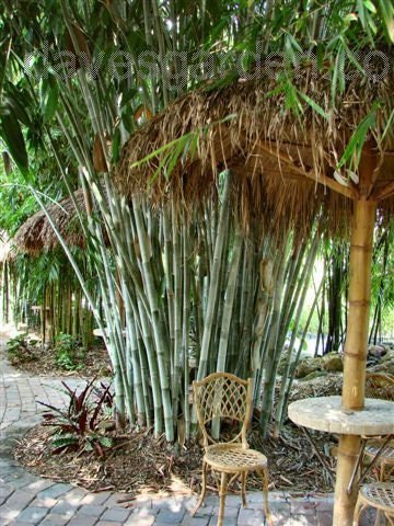 Angel Mist Bamboo - Dendrocalamus Minor 'amoenus' **NON-INVASIVE ...