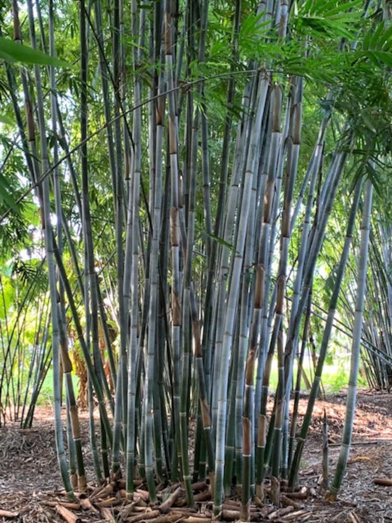 Tropical Blue Bamboo Bambusa Chungii NON-INVASIVE - Etsy