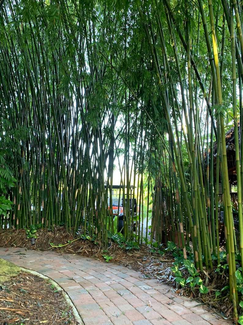 Graceful Bamboo Bambusa Textilis Gracilis - Etsy