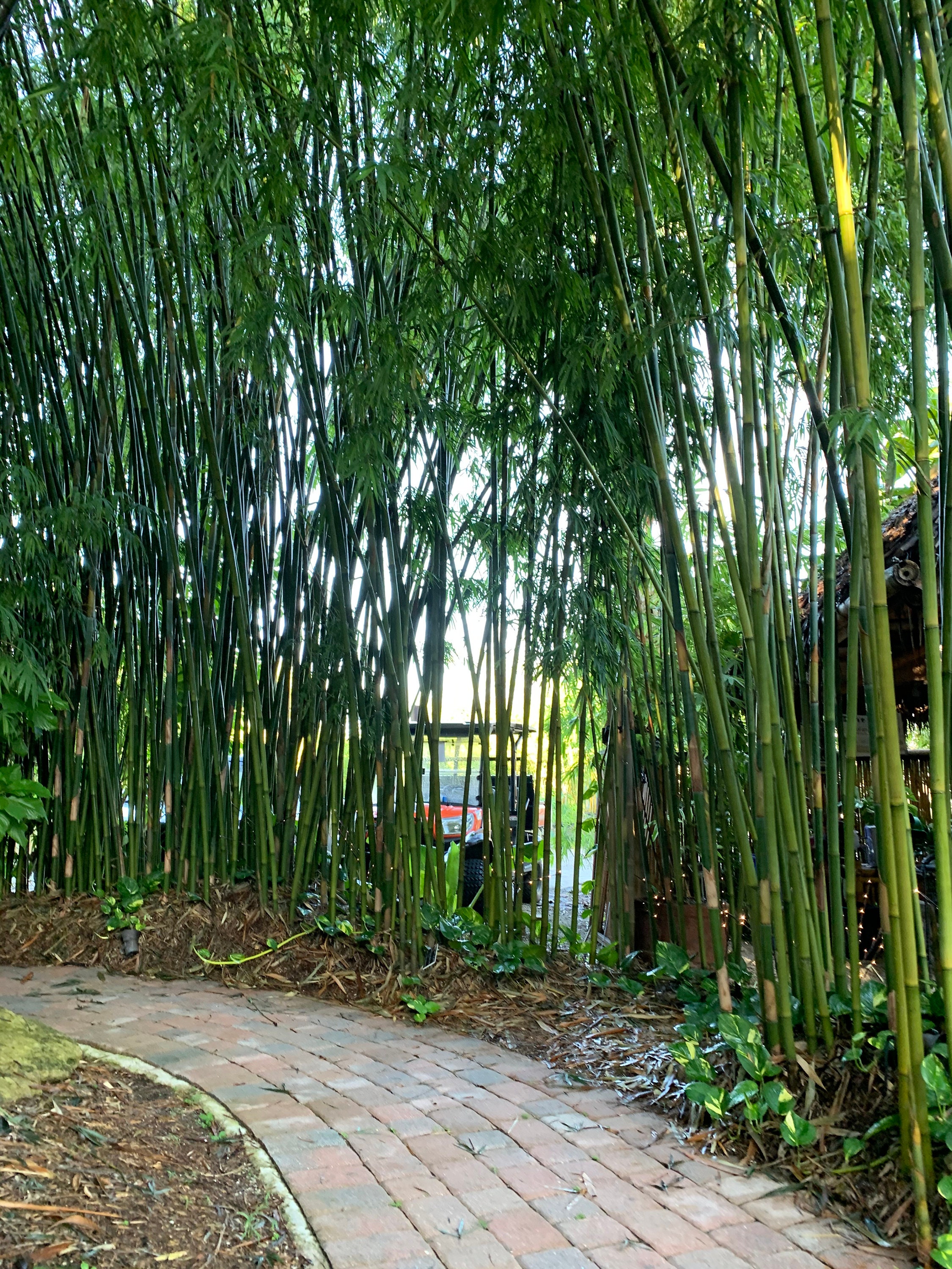Graceful Bamboo Bambusa Textilis Gracilis - Etsy