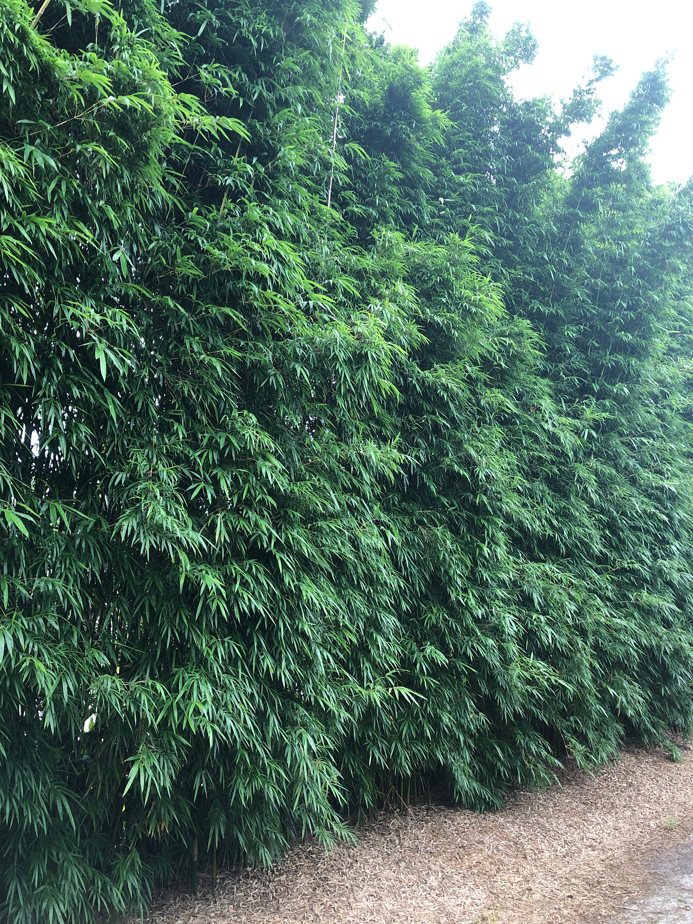Emerald Bamboo - Bambusa Textilis Mutabilis **NON-INVASIVE, CLUMPING ...