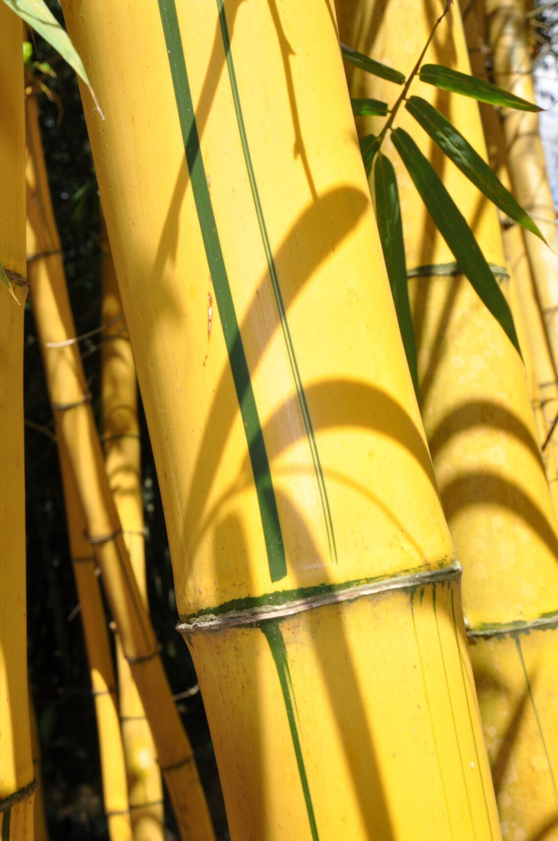 Golden Hawaiian Bamboo **NON-INVASIVE, CLUMPING** - Etsy