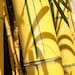 Golden Hawaiian Bamboo **NON-INVASIVE, CLUMPING** - Etsy