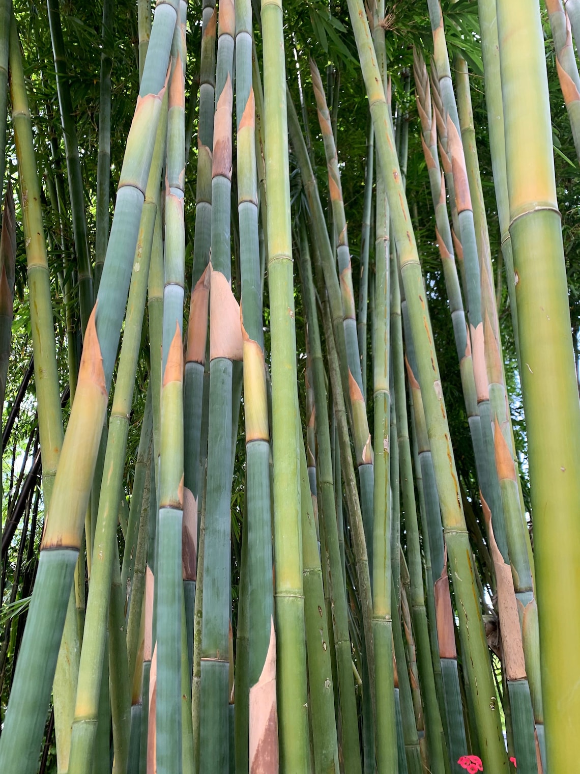 Graceful Bamboo Bambusa Textilis Gracilis - Etsy