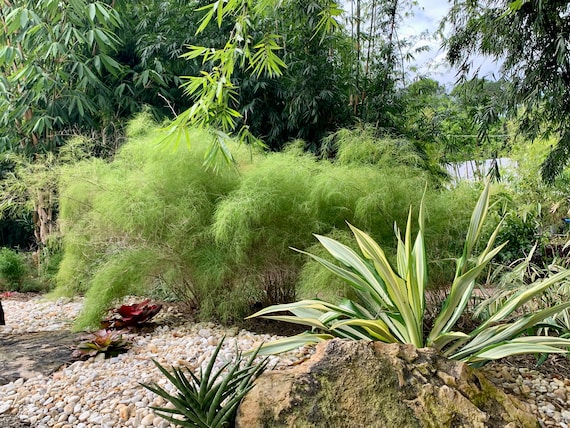 Muhlenbergia Dumosa Bamboo Muhly Grass - Etsy