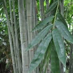Angel Mist Bamboo - Dendrocalamus Minor 'amoenus' **NON-INVASIVE ...