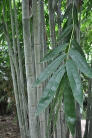 Angel Mist Bamboo - Dendrocalamus Minor 'amoenus' **NON-INVASIVE ...