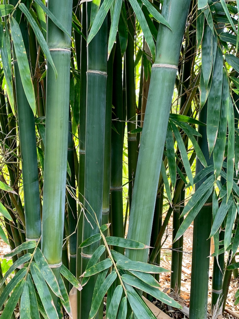 Emerald Bamboo - Bambusa Textilis Mutabilis **NON-INVASIVE, CLUMPING ...