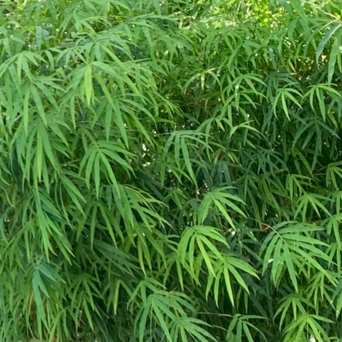 Elegant Bamboo - Dendrocalamus Elegans **NON-INVASIVE, CLUMPING** - Etsy