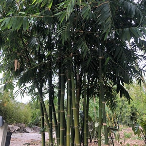 Giant Timber Bamboo - Bambusa Oldhamii (oldham's Bamboo) - Etsy