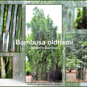 Giant Timber Bamboo - Bambusa Oldhamii (oldham's Bamboo) - Etsy