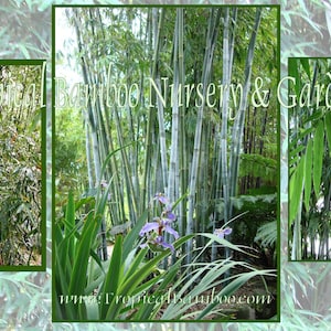 Tropical Blue Bamboo - Bambusa Chungii **NON-INVASIVE, CLUMPING** - Etsy