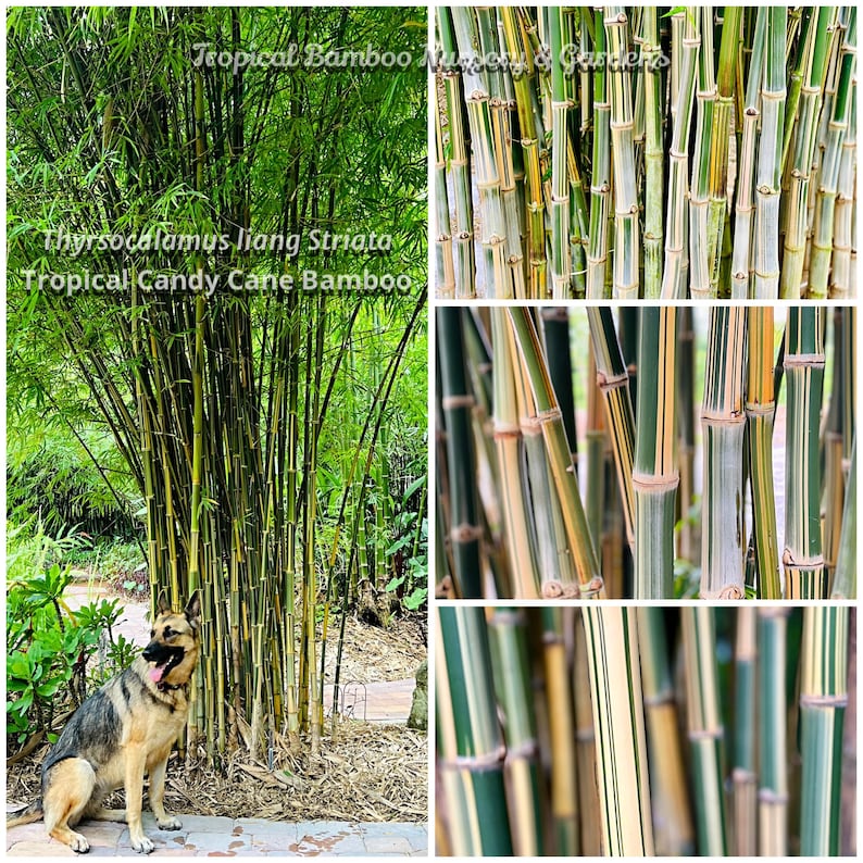 Candy Cane Bamboo Plants - (rare) Thyrsocalamus Liang Striata **NON ...