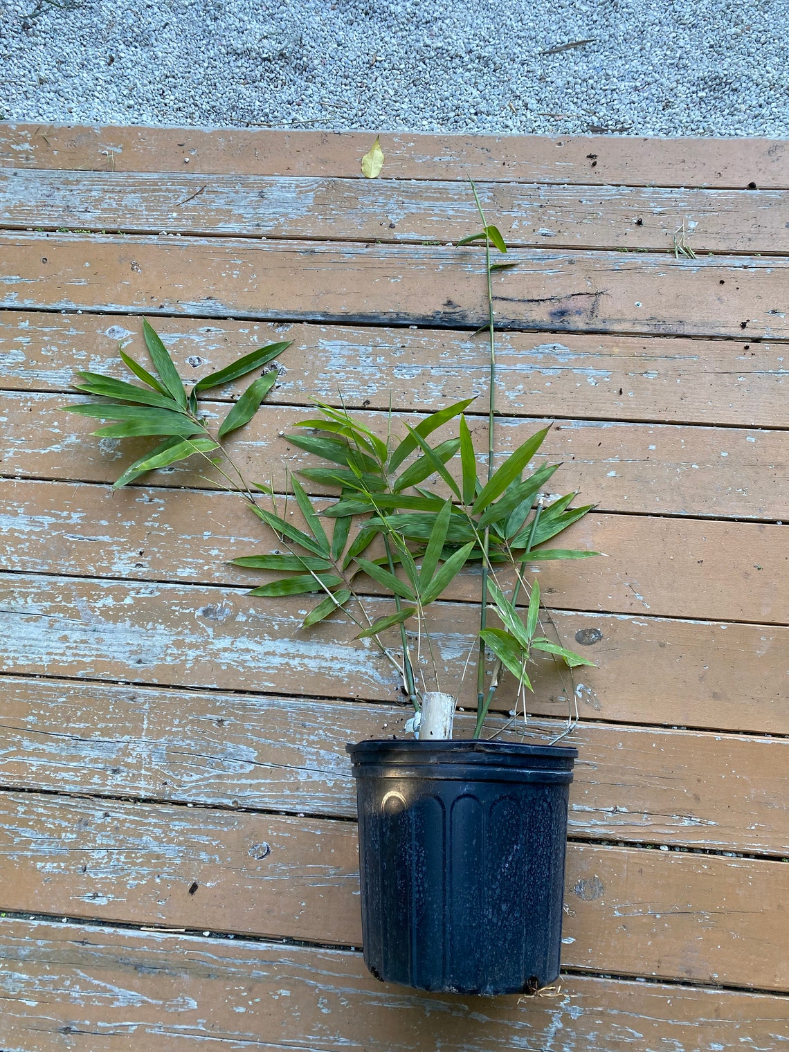 Tropical Blue Bamboo Bambusa Chungii NON-INVASIVE - Etsy