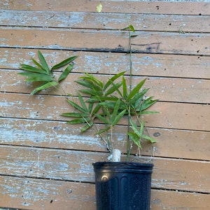 Tropical Blue Bamboo - Bambusa Chungii **NON-INVASIVE, CLUMPING** - Etsy