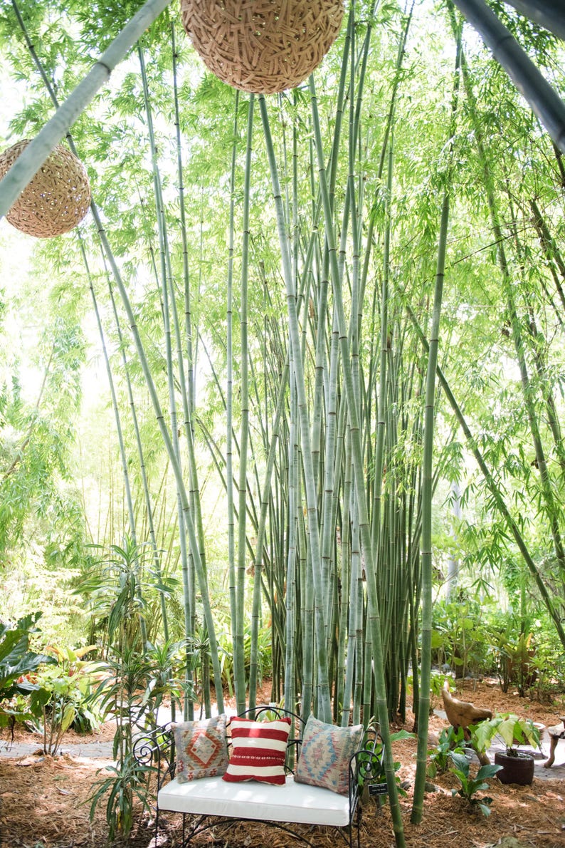 Tropical Blue Bamboo - Bambusa Chungii **NON-INVASIVE, CLUMPING** - Etsy