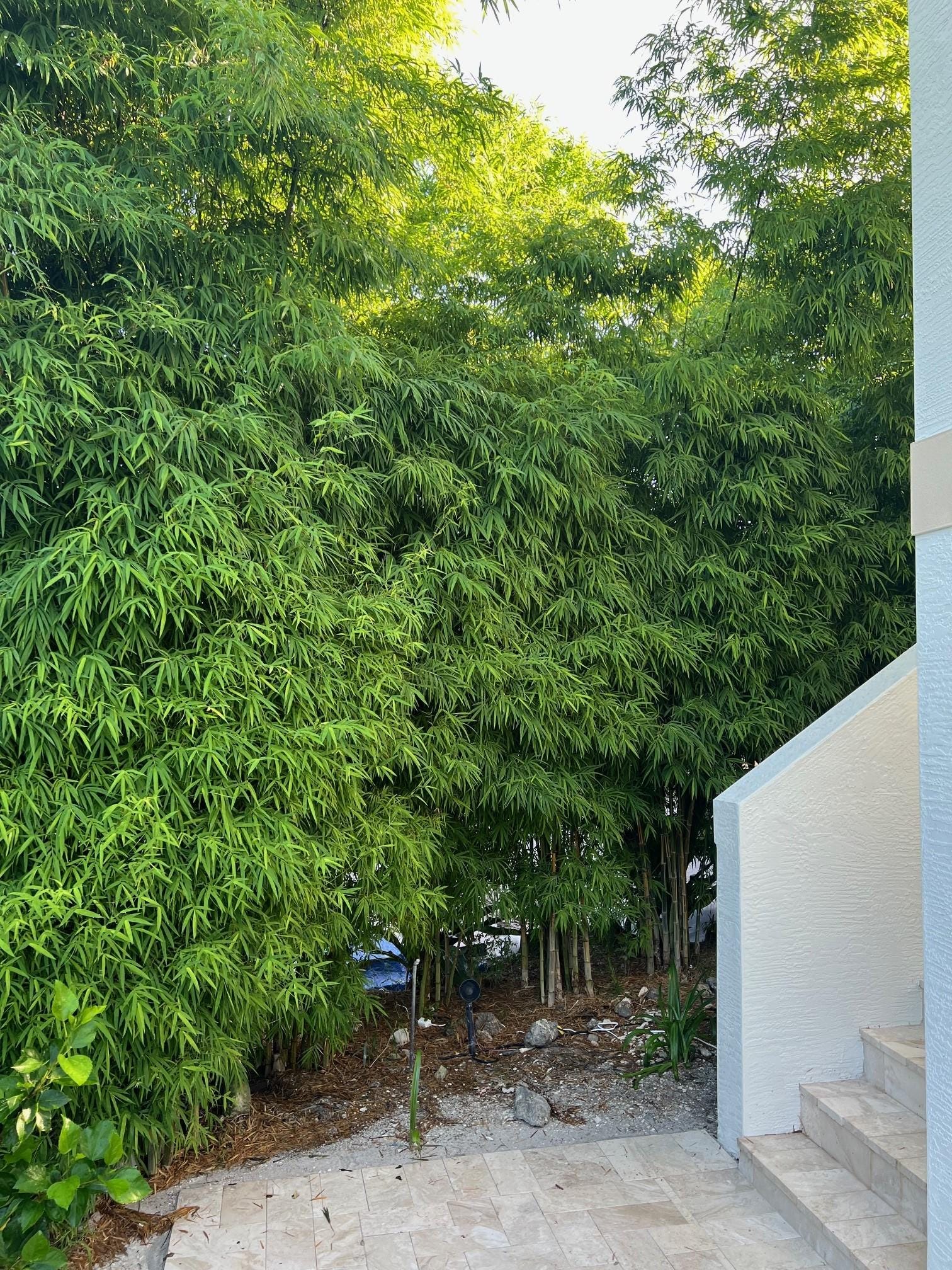 Candy Cane Bamboo Plants - (rare) Thyrsocalamus Liang Striata **NON ...