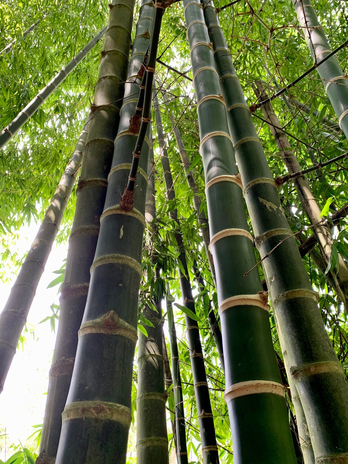 Guadua Bamboo Guadua Angustifolia CLUMPING - Etsy