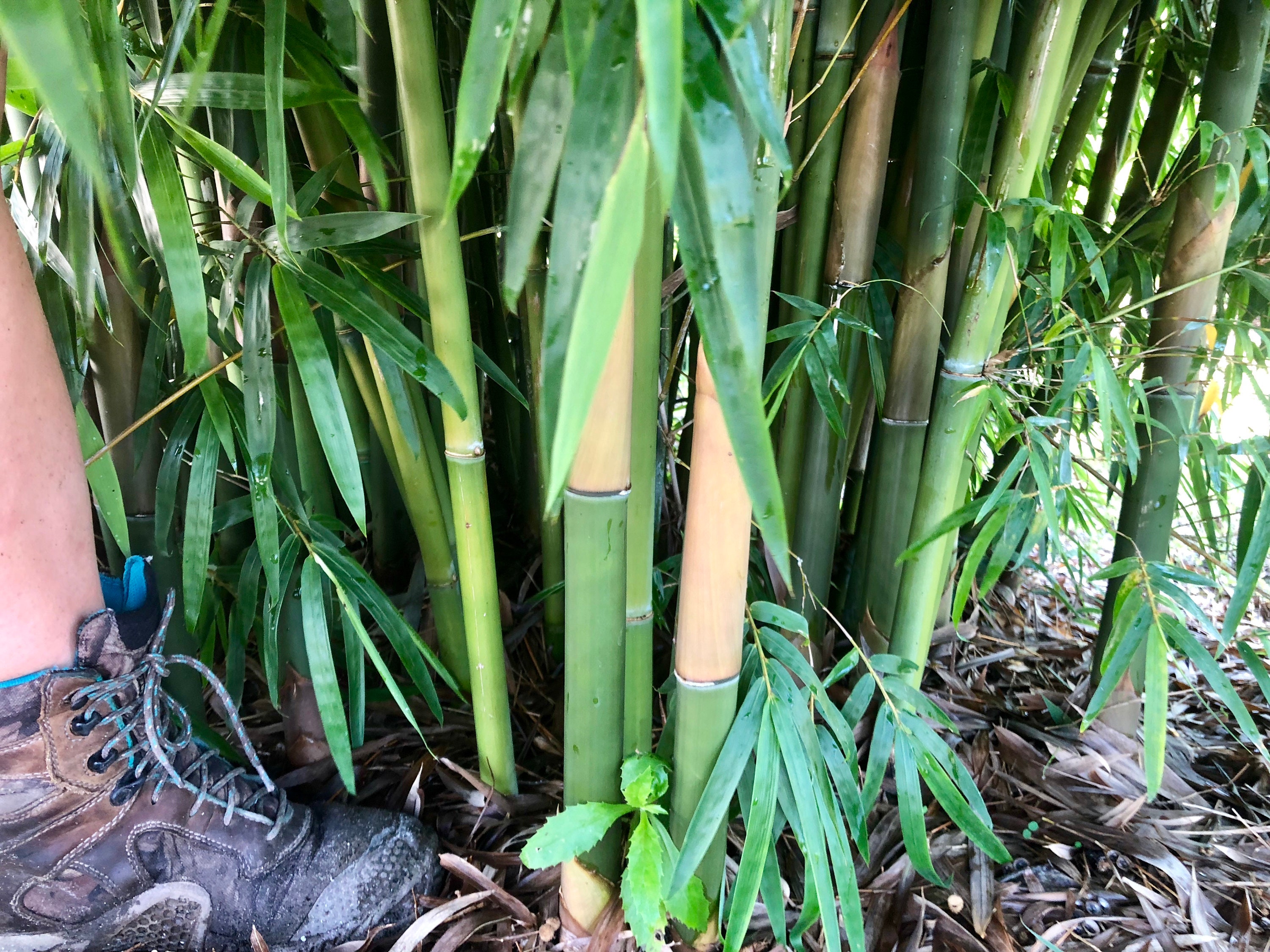 Graceful Bamboo Bambusa Textilis Gracilis - Etsy