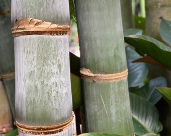 Asian Lemon Yellow Bamboo Clumping Variety NON-INVASIVE - Etsy