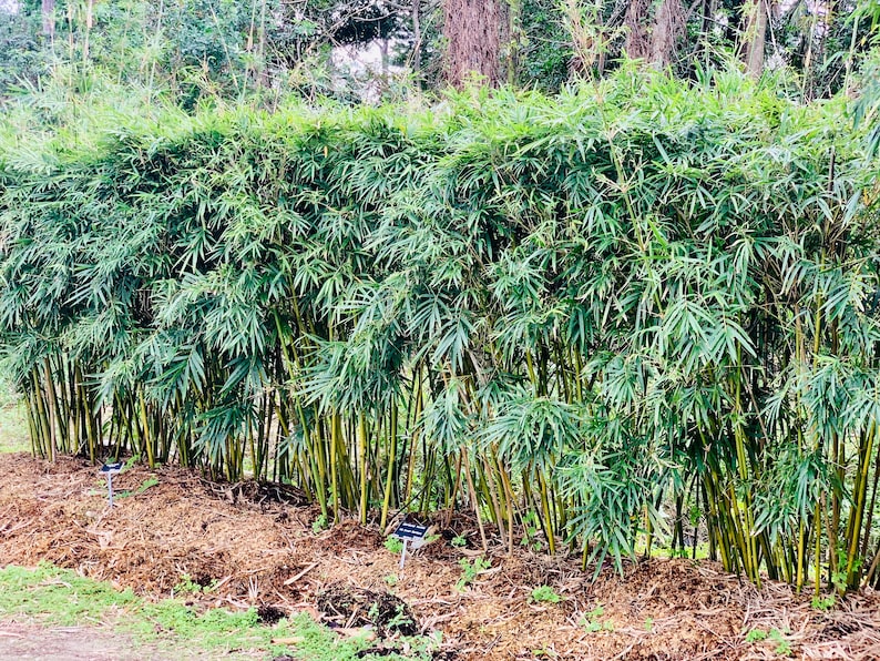 Dwarf Textilis Bamboo: Clumping Non-invasive Privacy Screen - Etsy